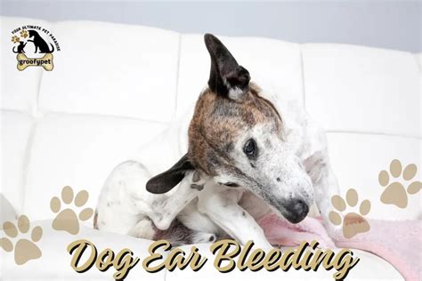 Stop Worry Dog Ear Bleeding Here The Quick Solution Groofypet