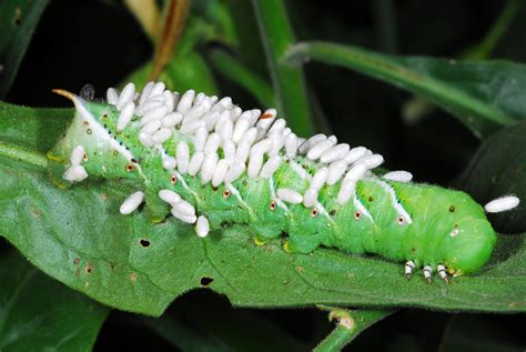 Insect Parasitoids Important Natural Enemies Of Pests Entomology
