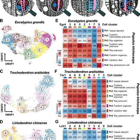 Comparative Anatomy And Single Cell Transcriptomics Of Sdx In P
