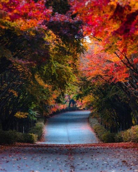 외국인들이 찍은 한국 가을 풍경 인스티즈 Instiz 이슈 카테고리