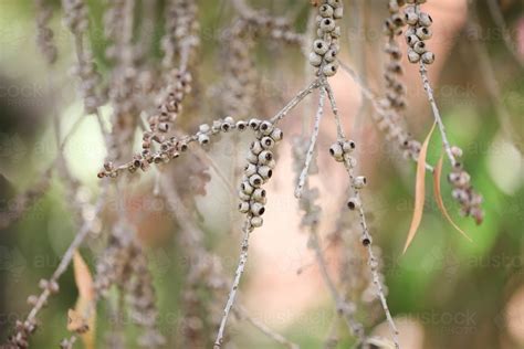 Image Of Dry Nuts Hanging From Australian Native Tree Austockphoto
