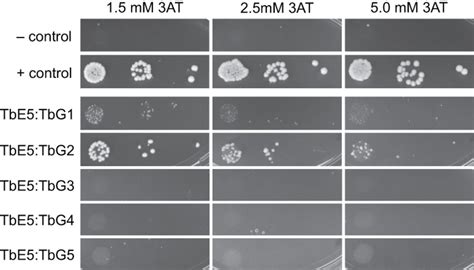 Eif4f Like Complexes Formed By Cap Binding Homolog Tbeif4e5 With Tbeif4g1 Or Tbeif4g2 Are