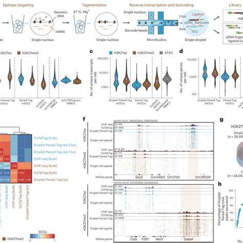Dna Replication Coupled Nucleosome Assembly Pathways With Key Factors Download Scientific