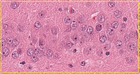 Difficulty With He Cell Detection On Qupath Usage And Issues Imagesc Forum