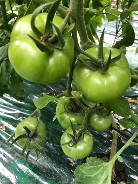 광양 신선한 토마토 직거래 동네업체