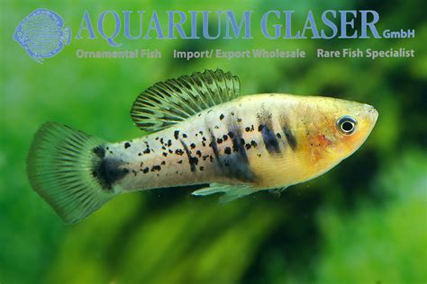 Xiphophorus Variatus Rio Coacuilco Aquarium Glaser Gmbh
