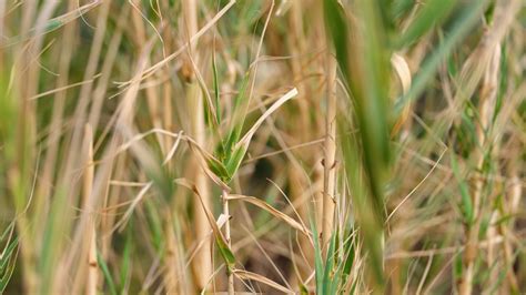 Grass Wind Videos Download 6784 Free 4k And Hd Stock Footage Clips Pixabay