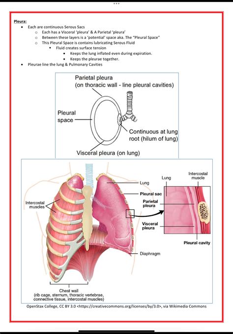 Respiratory System Notes Respiratory System 🫁🫁 Follow For