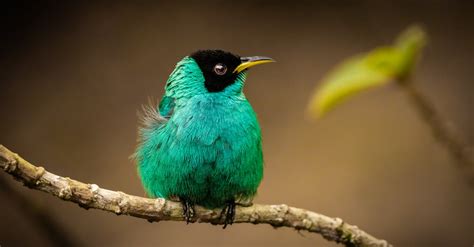 깃털 나뭇가지 남아메리카 녹색 허니 크리퍼 다채로운 조류 밀림 보존 보호 종 부리 새 보호 새 사진 새의 행동 생물 다양성 생물다양성이 풍부한 환경