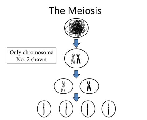 Mendelian Inheritance Patterns Flash Cards Flashcards Quizlet