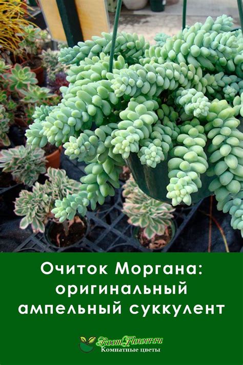 Очиток Моргана: оригинальный ампельный суккулент | Plants, Indoor ...