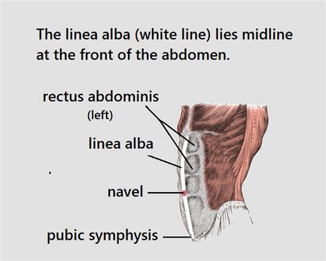 Belly Button Anatomy Diagram