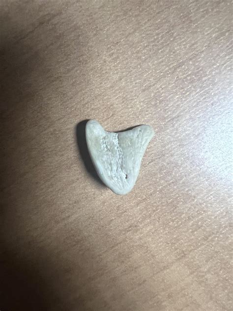 Tooth Found On Beach In Central California R Fossils