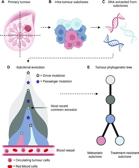 The Subclonal Architecture Of Human Cancers A B A Primary Tumour May