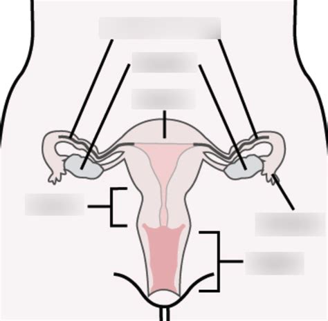 Human Reproductive Anatomy Diagram Quizlet