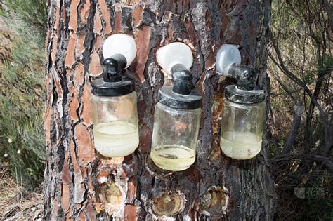 从松树树干中提取的天然树脂