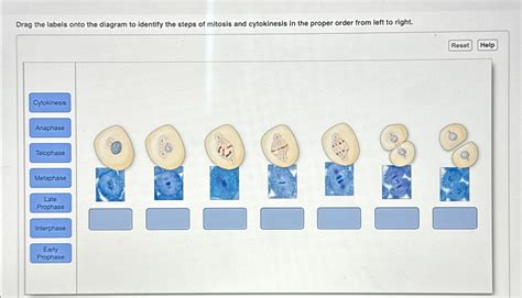 solved drag the labels onto the diagram to identify the