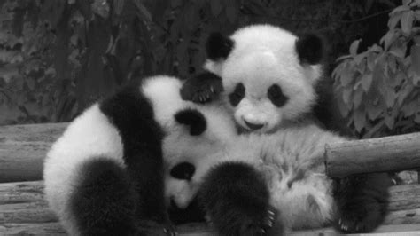 Sleepy Panda 