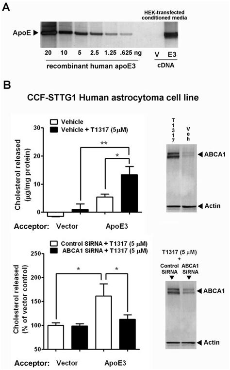 Lxr Agonist Stimulated Cholesterol Efflux Is Apoe And Abca1 Download Scientific Diagram