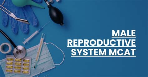 Male Reproductive System Mcat Mcat