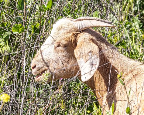Now 1000 Goats On Duty San Fernando Valley Audubon Society