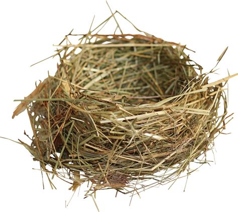 Download Empty Bird Nest Isolated