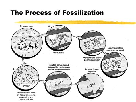 Ppt Geol 240 The Dinosaurs Introduction Powerpoint Presentation