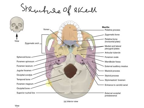 Solved Review Practice Sheet Exercise 14 3 Label The Inferior View Of The Skull 20 Label The