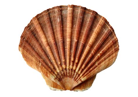 Seashells Clipart Shell Beach Picture 2017800 Seashells Clipart Shell