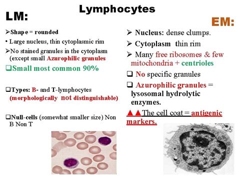 Blood Lecture 3 1 Agranular Leukocytes Lymphocyte Differential