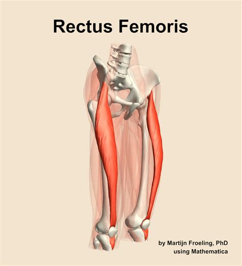 The Rectus Femoris Muscle Of The Thigh