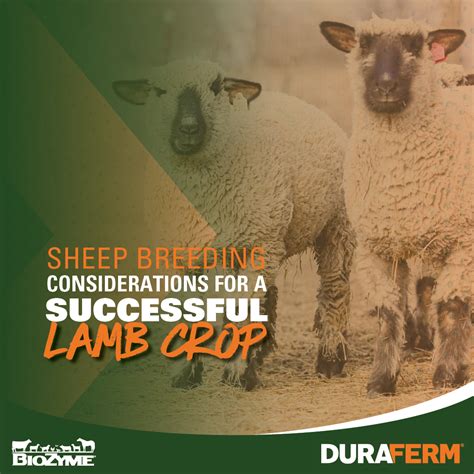 Sheep Breeding Considerations For A Successful Lamb Crop Duraferm