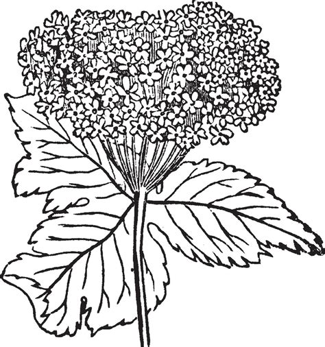 Cow Parsnip Vintage Illustration 35069131 Vector Art At Vecteezy