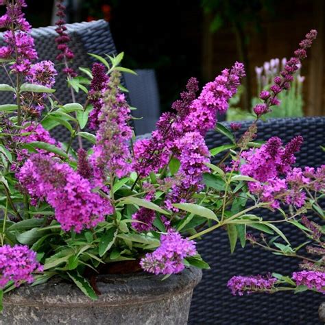 Buddleia Flutterby Pink Dwarf Long Flowering Butterfly Garden Shrub