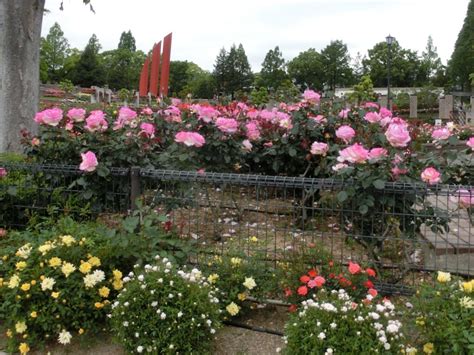 現在の開花状況令和6年5月6日撮影 伊丹市立みどりのプラザ