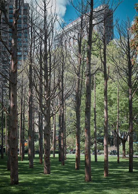 Maya Lin Installs Ghost Forest Of Dead Trees In Midtown Manhattan