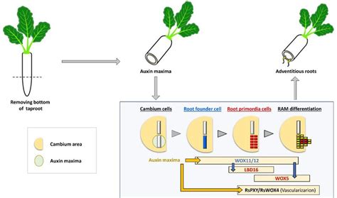 Model For Adventitious Root Development In Radish Download Scientific Diagram