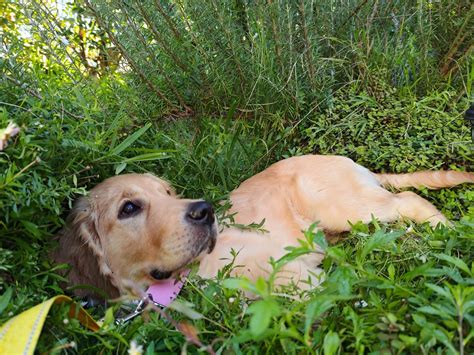 Asus Zenfone Ultra Review Pickr