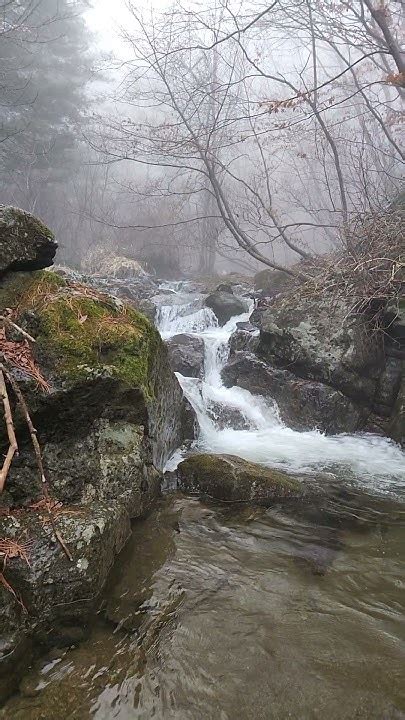 비가 내리기를 작은 골짜기 계곡에서 약초산행 는쟁이냉이 산갓나물 Youtube