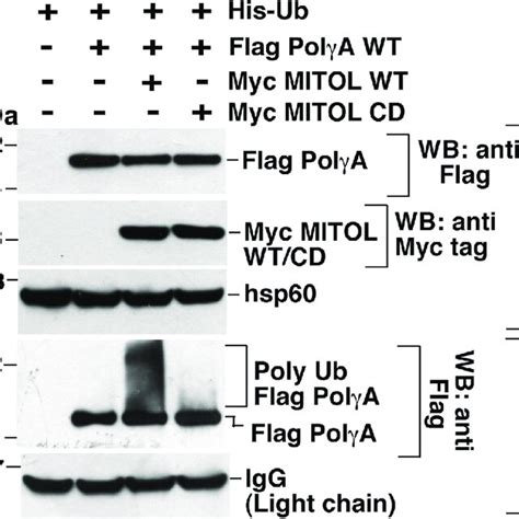 Mitol Ubiquitylates Polga In Vitro In Vitro Ubiquitylation Was Carried