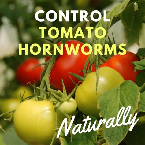 How To Get Rid Of Tomato Hornworms Safely And Naturally Dengarden