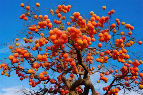 나무는 가을에 오렌지 열매를 맺는다 가을 감 감나무 배경 일러스트 및 사진 무료 다운로드 Pngtree