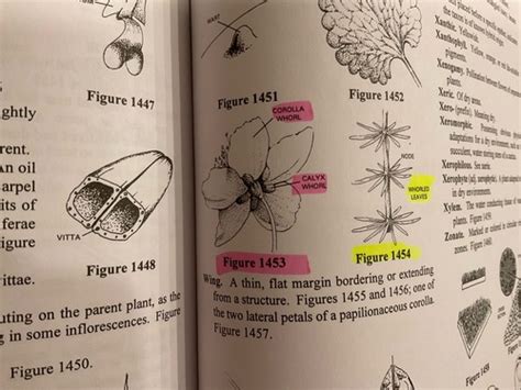 Floral Morphology Flashcards Quizlet Floral Morphology Flashcards Quizlet