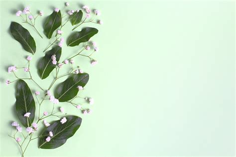 꽃 구성 프레임 의 형태로 녹색 파스텔 배경에 이국적인 식물의 석고 꽃과 녹색 잎 상단 보기 평평한 평지 텍스트 장소 복사 공간 0명에 대한 스톡 사진 및 기타 이미지