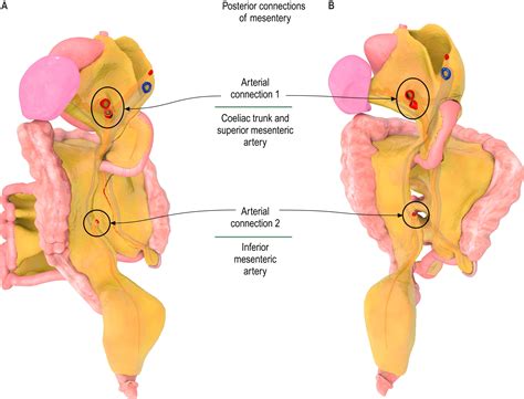The Mesentery And The Mesenteric Model Of Abdominal Compartmentalization Clinical Tree