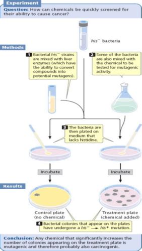 Genetic Mutation Flashcards Quizlet