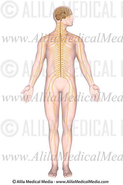 Nervous System Diagram Unlabeled
