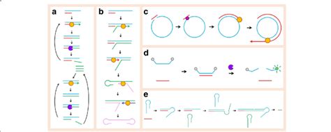 Summary Of Isothermal Amplification Techniques A Exponential Download Scientific Diagram