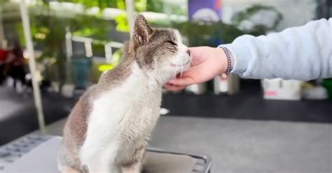 Muere Limona Famosa Gatita Que Vivió En Pasillos De Tv Azteca Más De