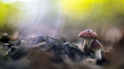 Tenderness Movie Online With Subtitles In Fullhd Downiload